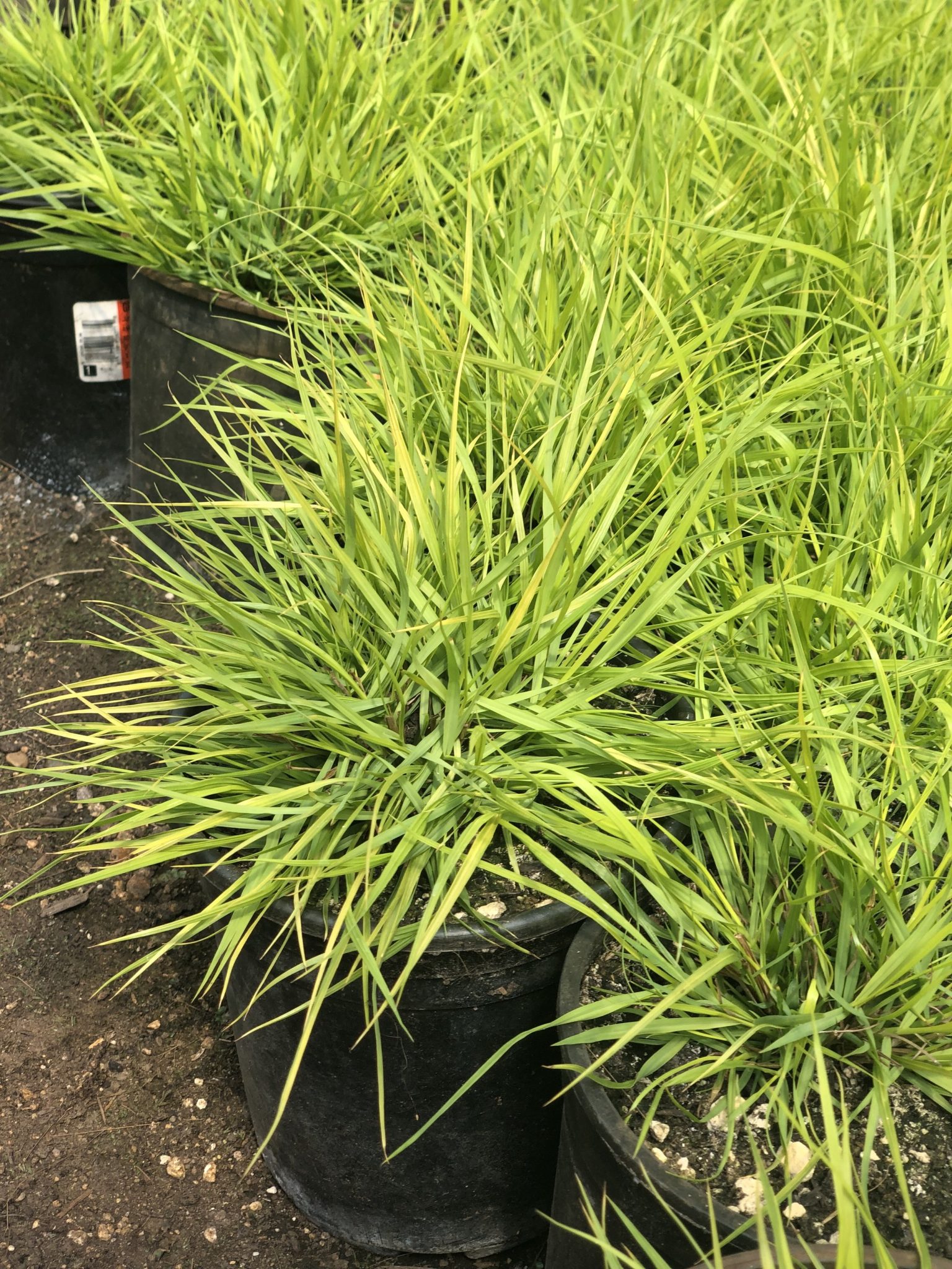 Lumen Gold Fountain Grass: Brighten Your Landscape All Year