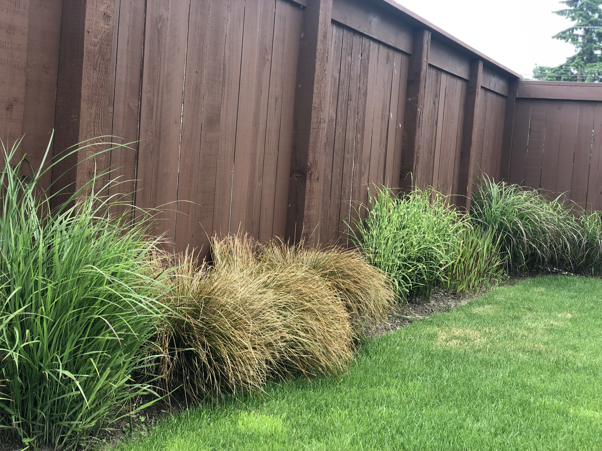 Fence Flair! Top Ornamental Grasses to Border Your Fence